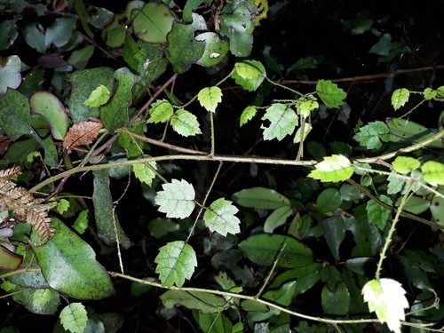 Bush-lawyer (Rubus australis) Flower, Leaf, Care, Uses - PictureThis