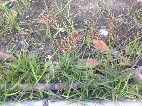 Juncia real (Cyperus rotundus) - PictureThis