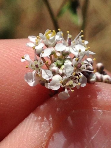 Rompepiedras (Lepidium latifolium) - PictureThis