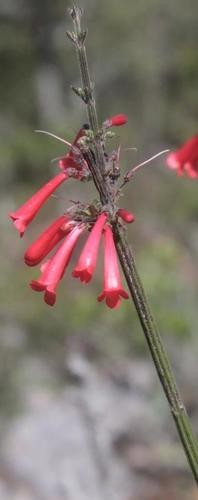 Russelia Flower, Leaf, Care, Uses - PictureThis