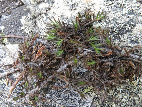 Leptinella pectinata - PictureThis