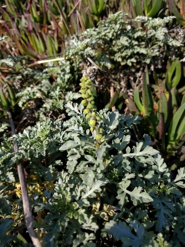 Silver burr ragweed (Ambrosia chamissonis) Flower, Leaf, Care, Uses ...