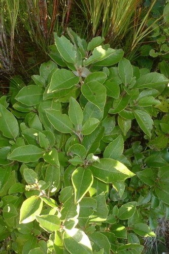 Common tree daisy (Olearia arborescens) Flower, Leaf, Care, Uses ...