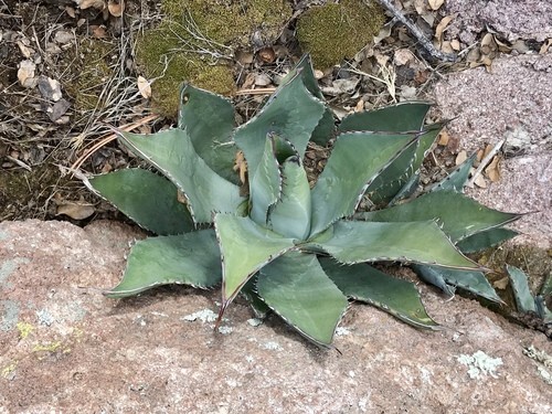 Maguey cenizo (Agave asperrima) - PictureThis