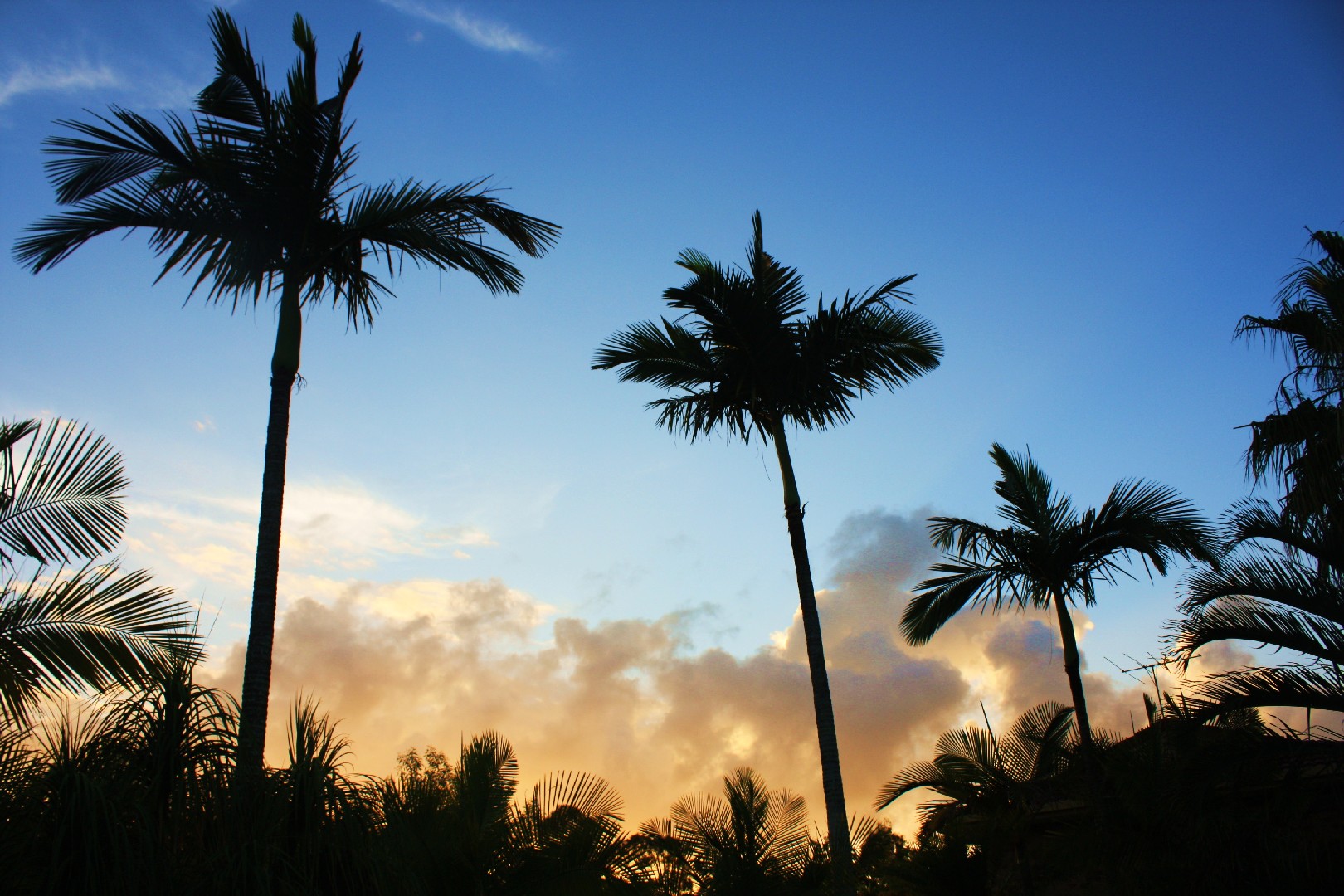 Palma alejandra (Archontophoenix alexandrae) - PictureThis