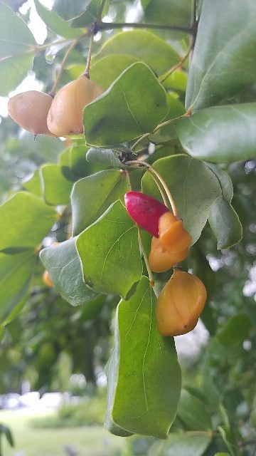 Chunia Flower, Leaf, Care, Uses - PictureThis