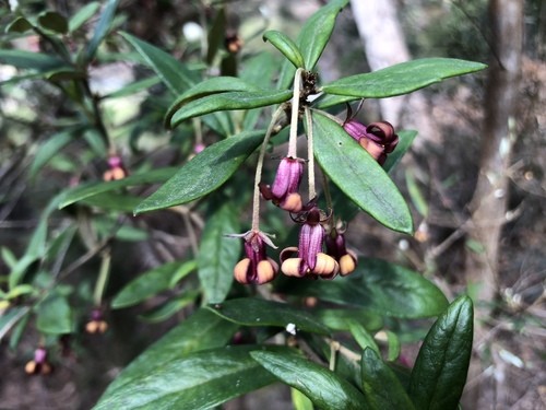 Pittosporum bicolor - PictureThis