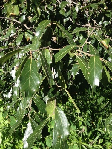 Top 18 Most Common Plants in Guatemala, Peten - PictureThis