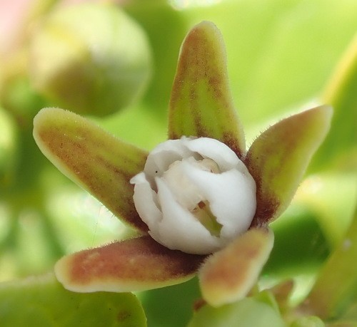 Cynanchum obtusifolium - PictureThis