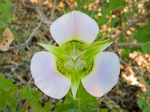 Calochortus gunnisonii - PictureThis