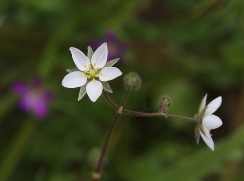 Corn spurry (Spergula arvensis) Flower, Leaf, Care, Uses - PictureThis