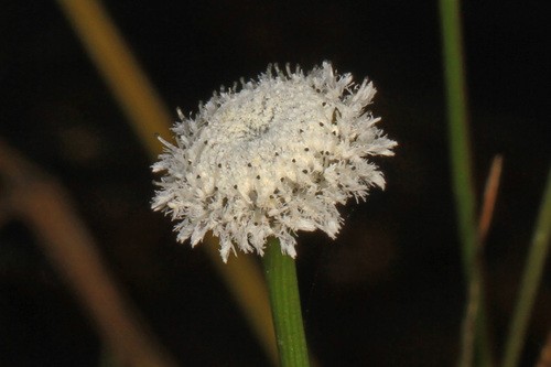 Eriocaulon compressum - PictureThis