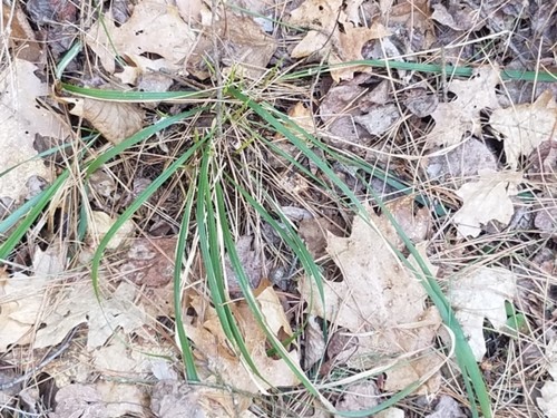 Roughleaf ricegrass (Oryzopsis asperifolia) Flower, Leaf, Care, Uses ...