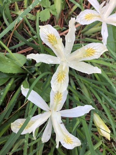 Iris chrysophylla - PictureThis