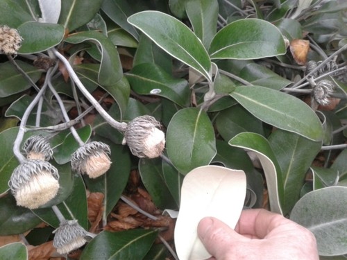 Pachystegia Flower, Leaf, Care, Uses - PictureThis