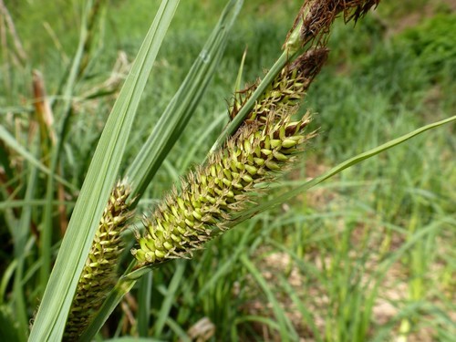 Ufer-Segge (Carex riparia) - PictureThis
