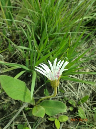 Gerbera ambigua - PictureThis