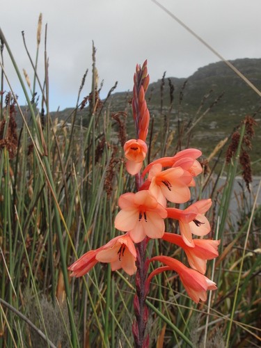 Watsonia tabularis - PictureThis