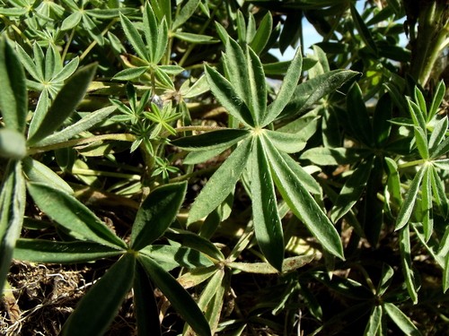 Garbancillo (Lupinus aschenbornii) - PictureThis