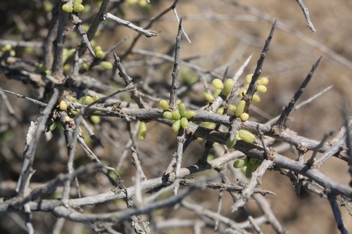 Lycium californicum 花言葉，毒性，よくある質問 - PictureThis