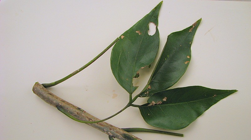 Garlic pear tree (Crateva tapia) Flower, Leaf, Care, Uses - PictureThis