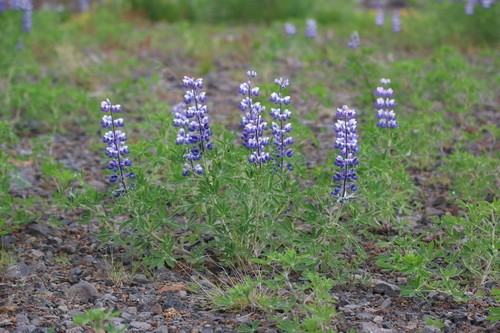 Alaska-Lupine (Lupinus nootkatensis) - PictureThis