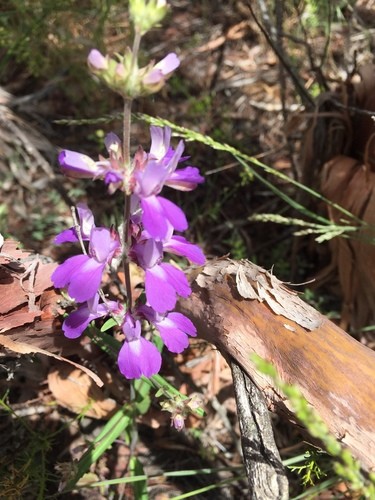 Chinese houses (Collinsia concolor) Flower, Leaf, Care, Uses - PictureThis