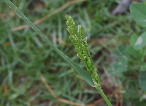 Beardless rabbit's-foot grass (Polypogon viridis) Flower, Leaf, Care ...