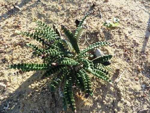 Gerbera linnaei - PictureThis