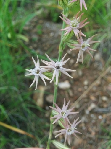 Silene scouleri - PictureThis