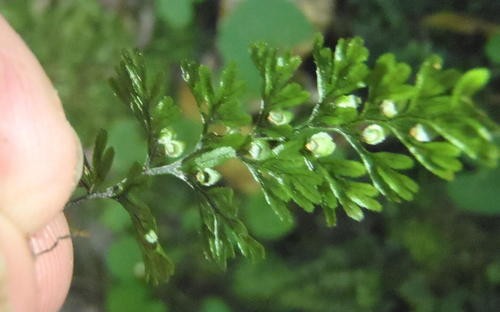 Hymenophyllum tunbrigense - PictureThis