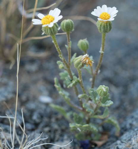 Emory's rockdaisy (Perityle emoryi) Flower, Leaf, Care, Uses - PictureThis