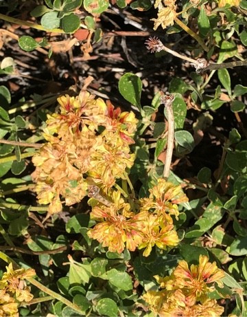Alforfón de flor de azufre (Eriogonum umbellatum) - PictureThis