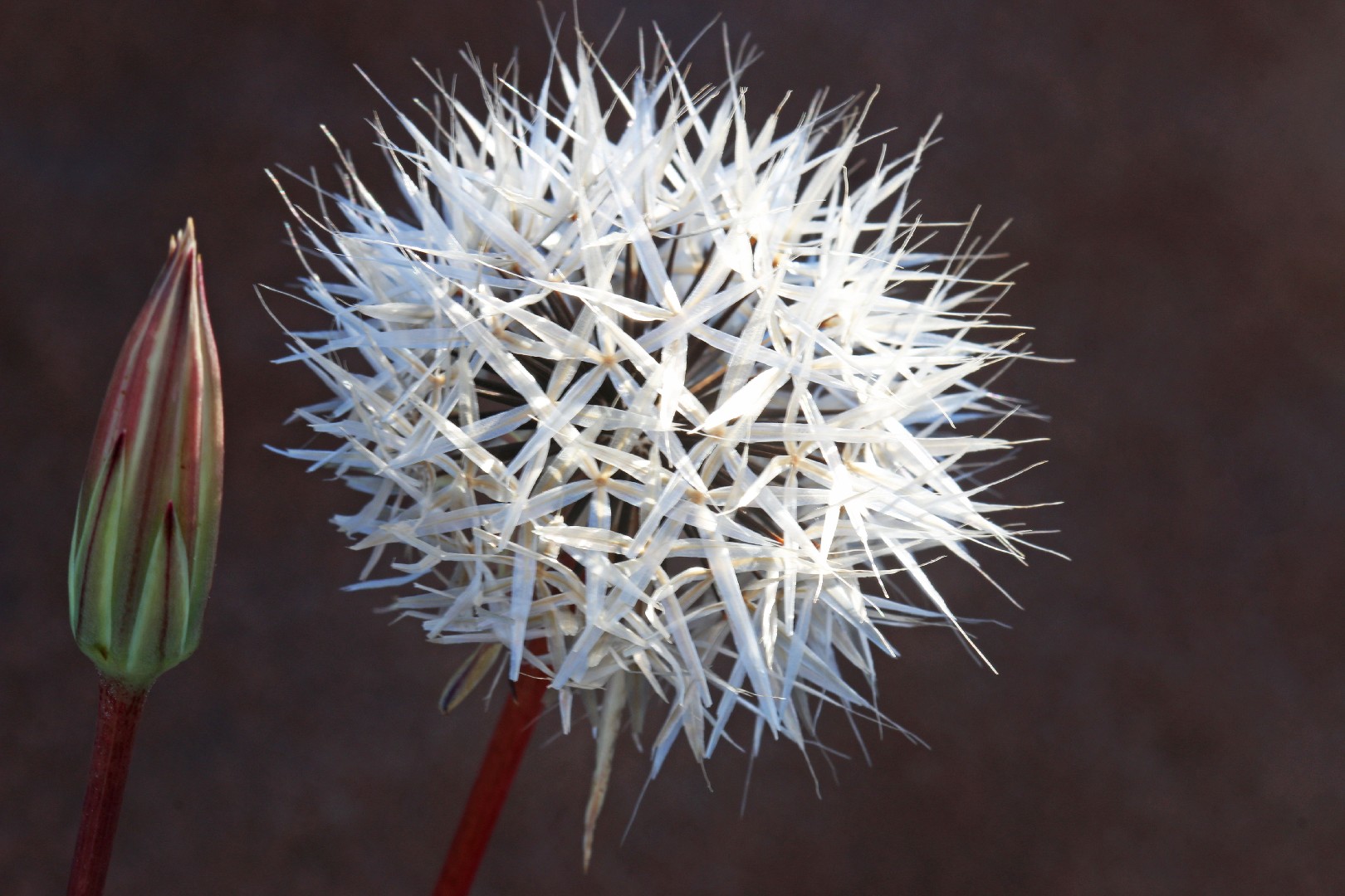 Microseris lindleyi - PictureThis