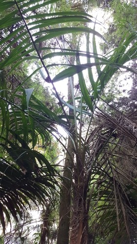 Geonoma Flower, Leaf, Care, Uses - PictureThis