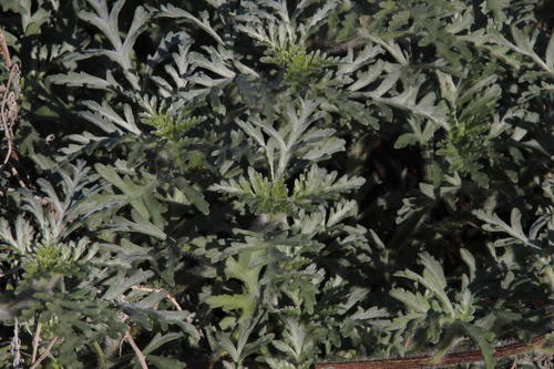 Silver burr ragweed (Ambrosia chamissonis) Flower, Leaf, Care, Uses ...