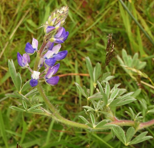 Lupinus littoralis - PictureThis