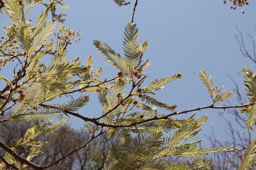 Vachellia pennatula Flower, Leaf, Care, Uses - PictureThis