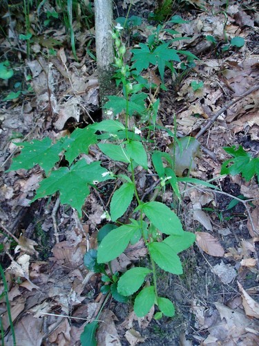 Tabaco indio (Lobelia inflata) - PictureThis
