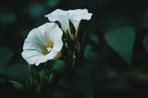 Aguinaldo blanco (Turbina corymbosa) - PictureThis