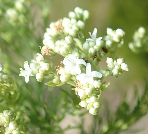Bitterbushes (Selago) Flower, Leaf, Care, Uses - PictureThis