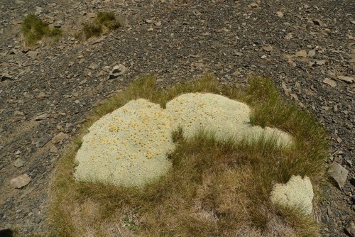 Haastia Flower, Leaf, Care, Uses - PictureThis