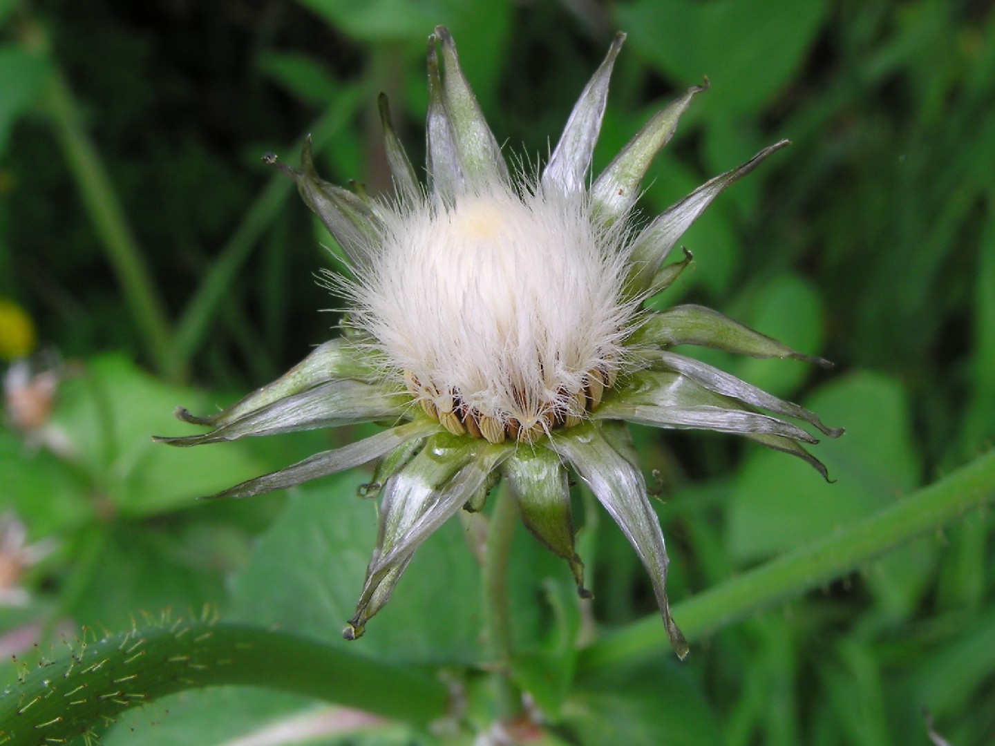 Common sowthistle (Sonchus oleraceus) Flower, Leaf, Care, Uses ...