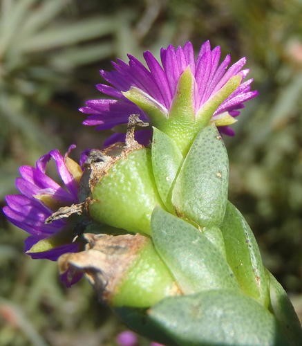 Ruschia congesta Flower, Leaf, Care, Uses - PictureThis