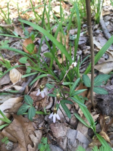 Cardamine angustata - PictureThis