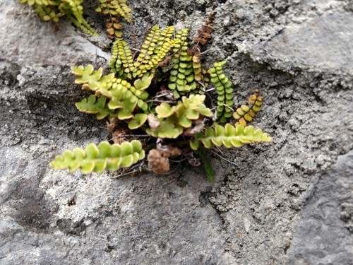 Скребница аптечная (Asplenium ceterach) - PictureThis