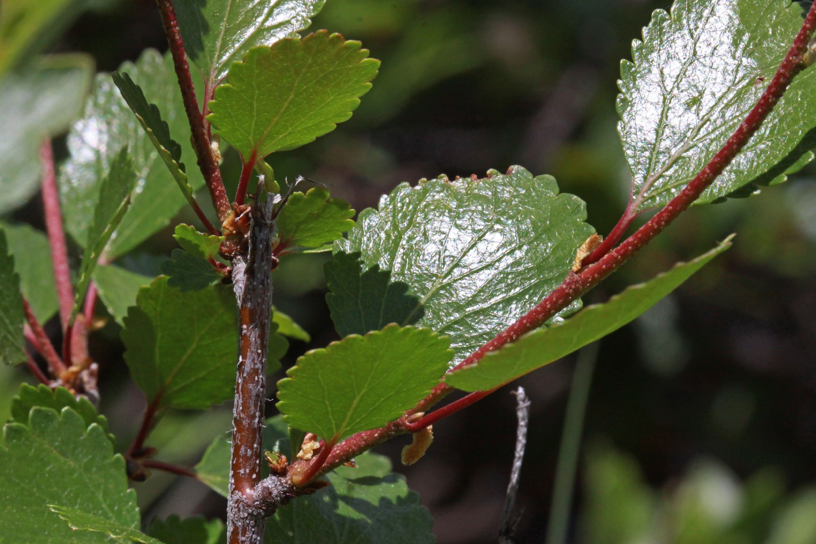 Betula glandulosa - PictureThis