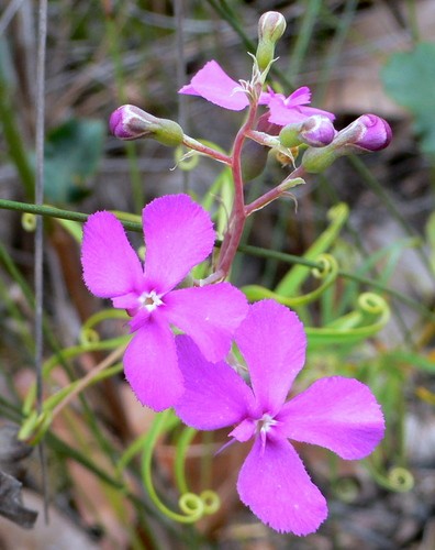 Stylidium nymphaeum Flower, Leaf, Care, Uses - PictureThis