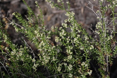 Galium nuttallii - PictureThis