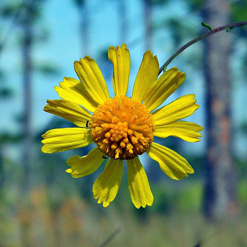 Balduina angustifolia - PictureThis